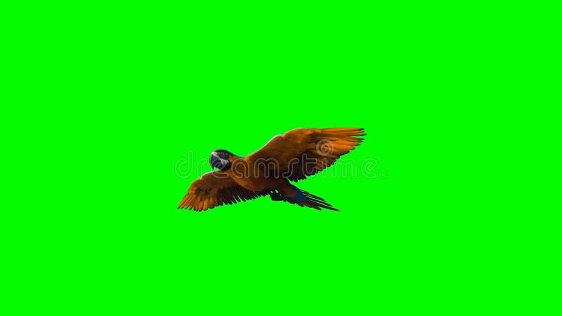 Parrot Flying on Green Screen Stock Video - Video of fauna, wing: 268479293