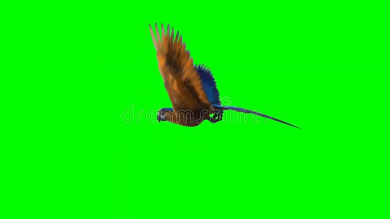 Parrot Flying on Green Screen Stock Video - Video of fauna, wing: 268479293