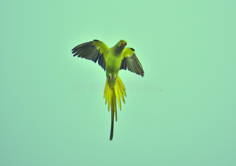 Parrot flying stock image. Image of abstract, airborne - 4086713