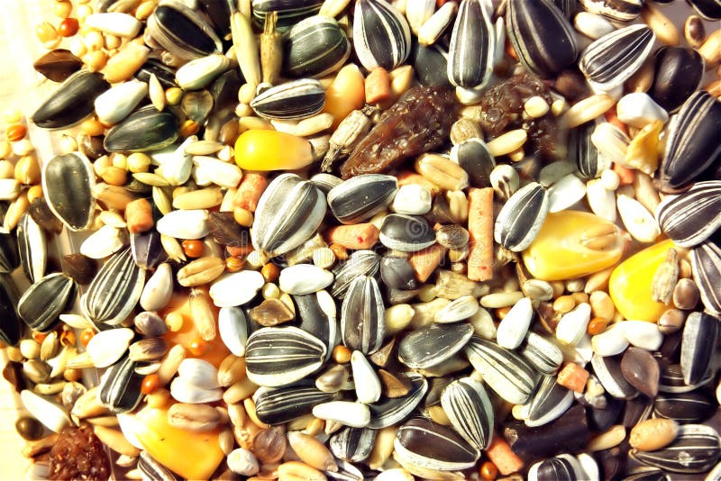 Parrot food mix stock photo. Image of complete, fruit - 32983932