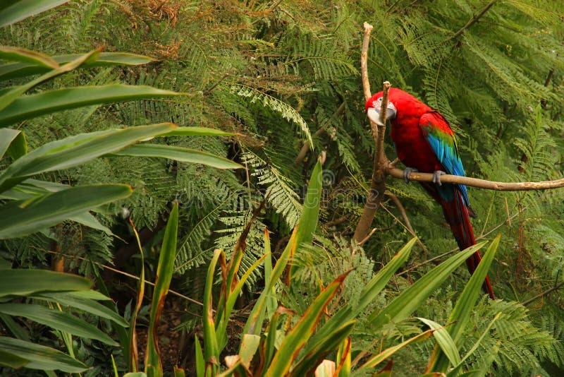 Parrot in the Forest stock image. Image of green, rainforest - 23152593