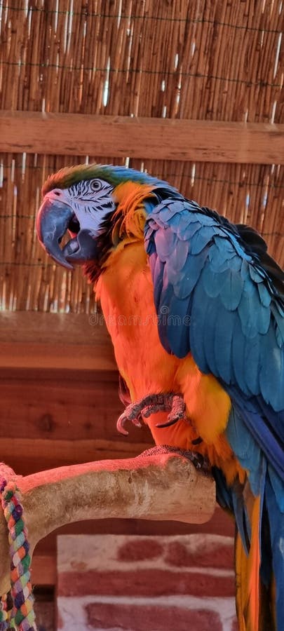 Parrot at Garden Center in Netherlands Stock Image - Image of center ...