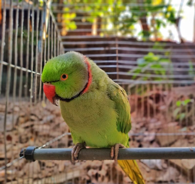 A Parrot is Giving Pose Green Red Stock Photo - Image of green, pose ...