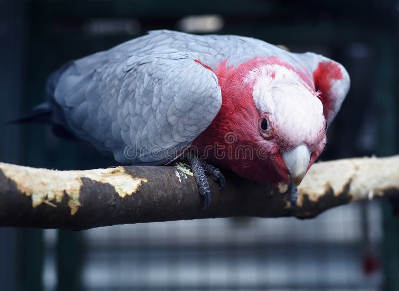Parrot going to fly away stock photo. Image of animal - 84701424