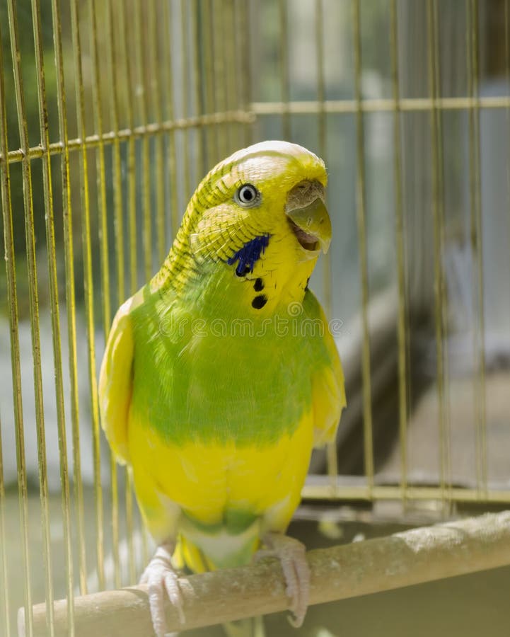 Parrot in a golden cage stock image. Image of tropical - 54956021
