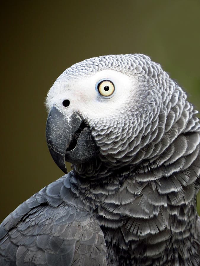 Parrot in Gray and White Rim Eye Stock Photo - Image of years, white ...