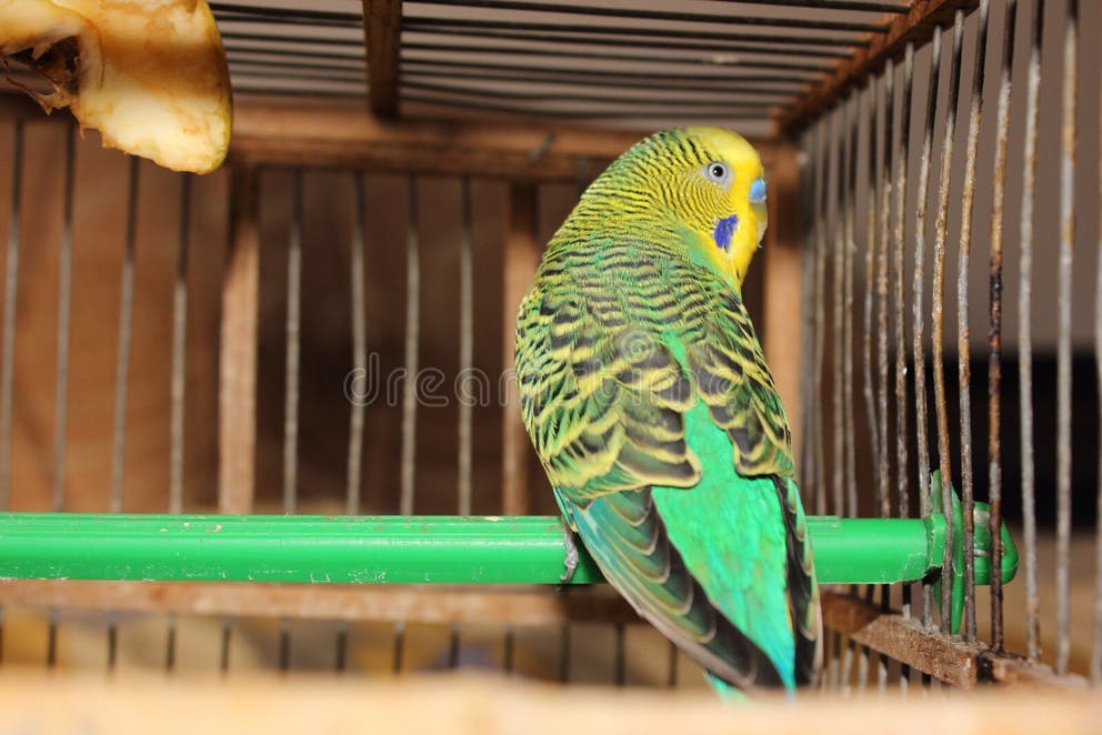 Parrot stock image. Image of animal, bird, green, cage - 50383237