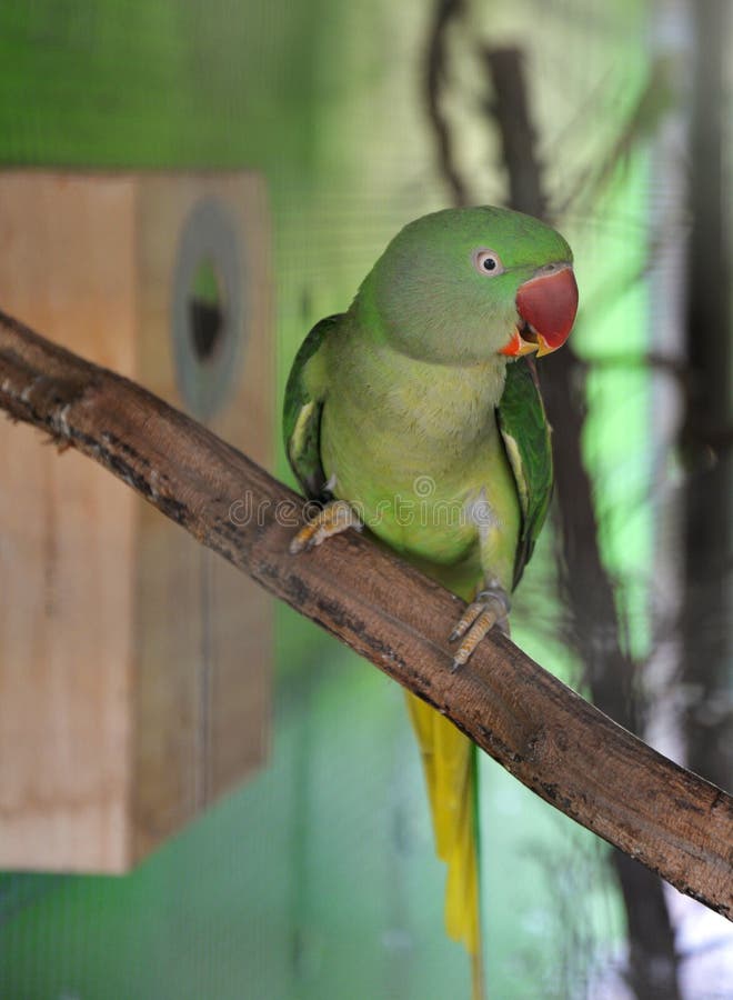 Parrot green stock image. Image of funny, maccaw, pretty - 52649351