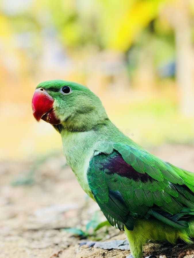Indian Parrot Bird Stock Photos - Download 849 Royalty Free Photos