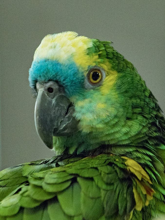Parrot stock photo. Image of green, closeup, back, looking - 115975844