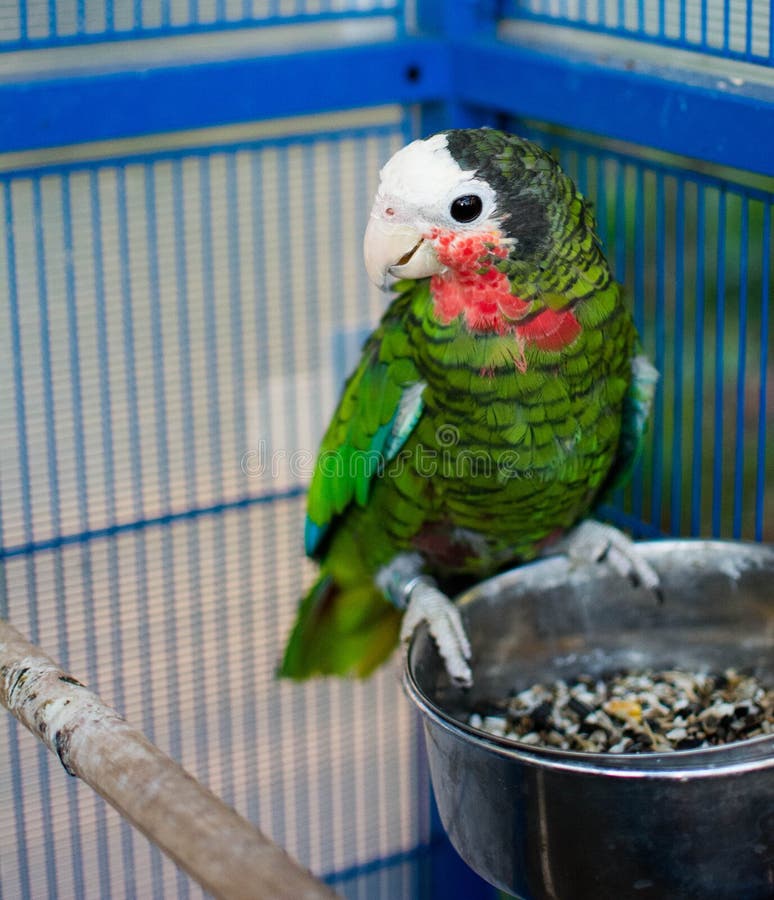 Parrot stock image. Image of genuine, alive, endangered - 32427859