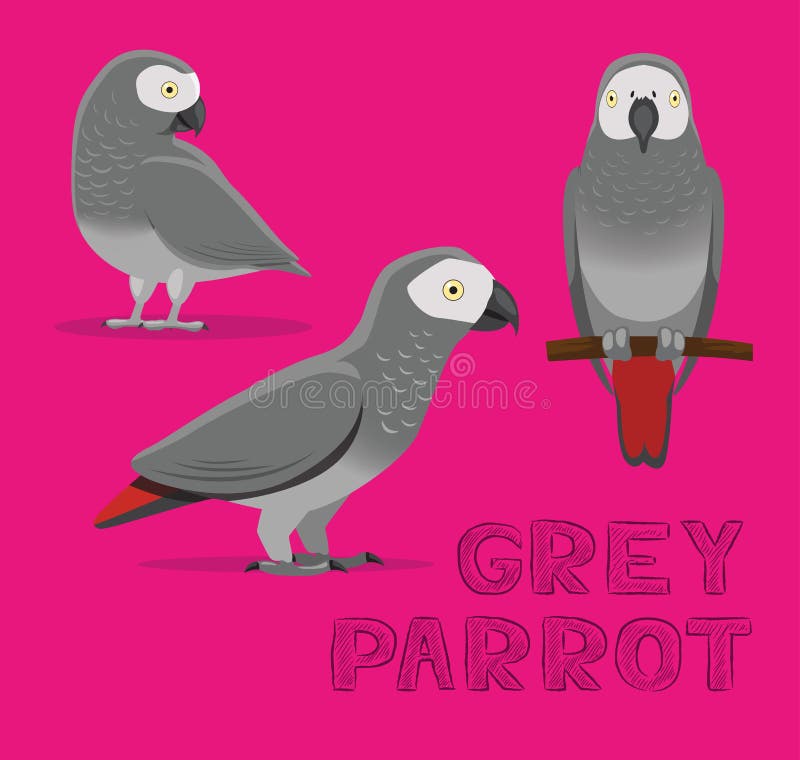 Parrot Grey Cartoon Vector Illustration Stock Vector - Illustration of ...