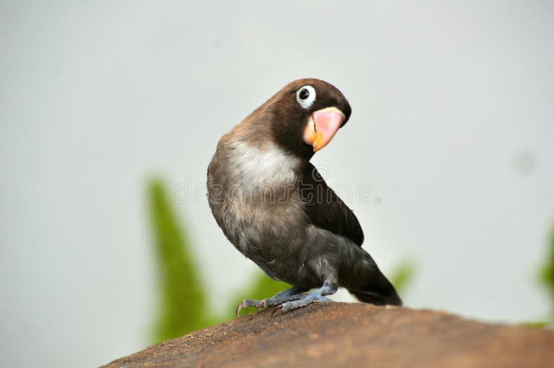 Parrot on ground stock image. Image of wild, birdeye - 98087353
