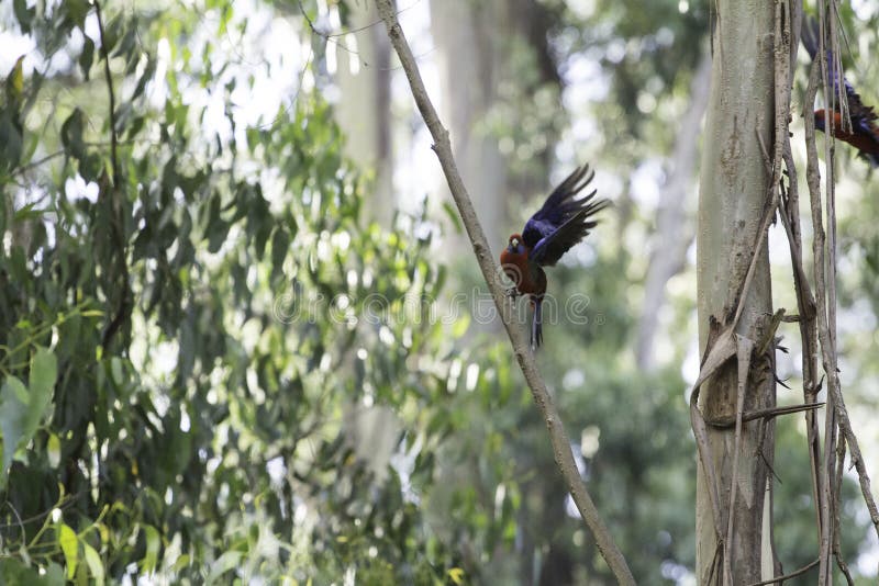 Parrot gun into the wild stock image. Image of avian - 238022215