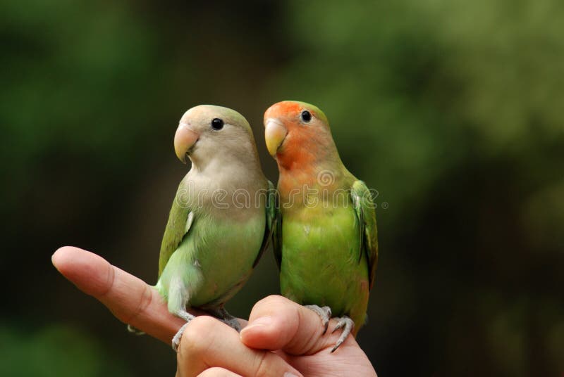 Parrot and hand pet stock image. Image of feather, foods - 2504859