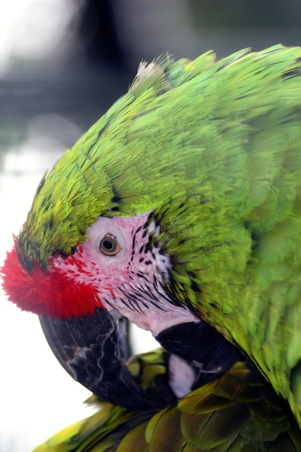 Parrot head stock image. Image of green, bird, color, exotic - 1392063