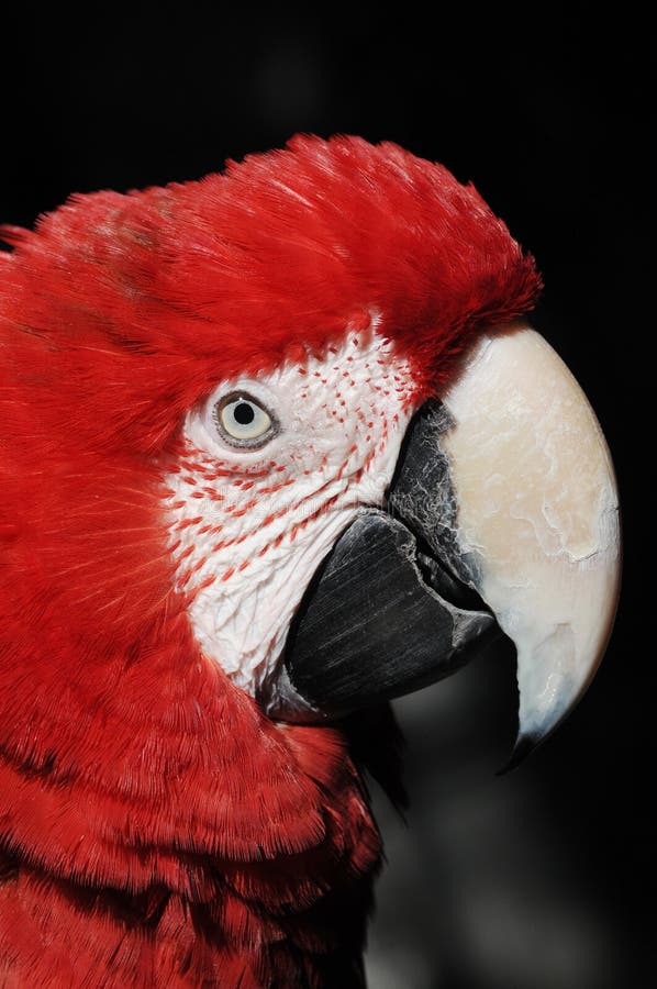 The parrot head. stock photo. Image of animal, parrot - 7295004