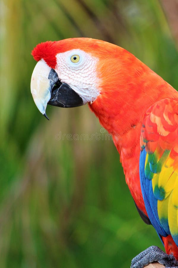Parrot head stock photo. Image of parrot, blur, feathers - 97976682