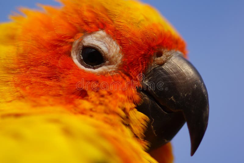 Parrot head close up stock image. Image of parrot, close - 77855537