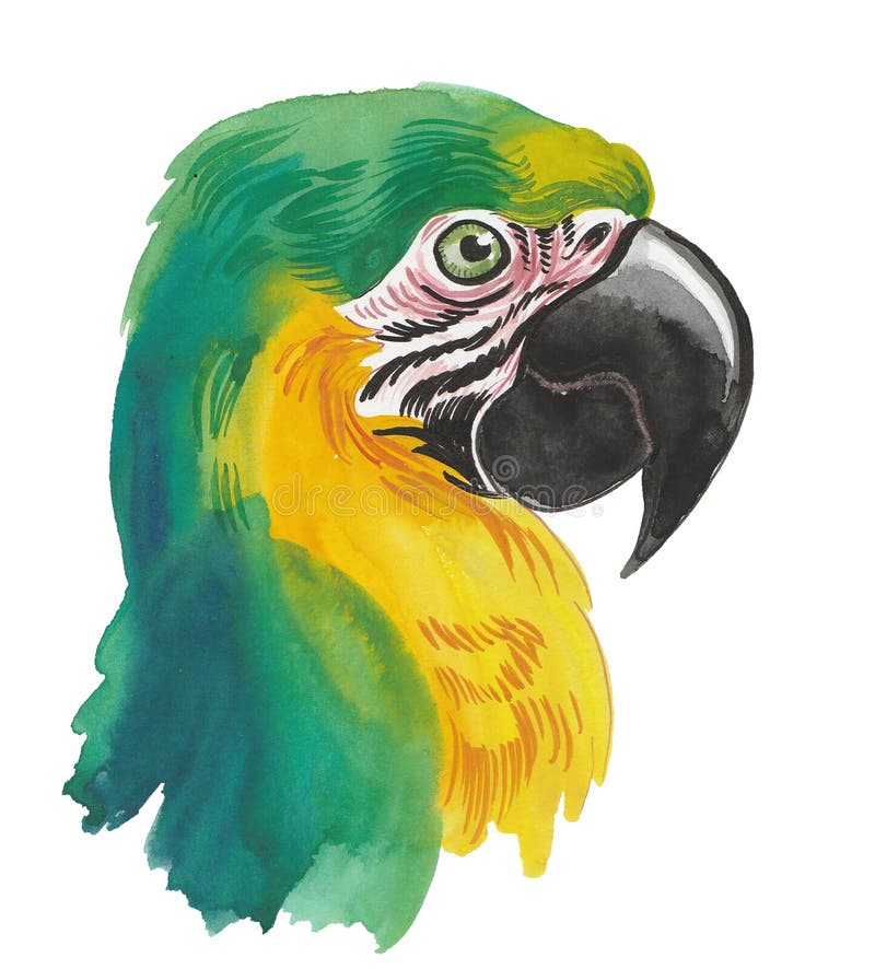 Parrot head stock illustration. Illustration of yellow - 362509651