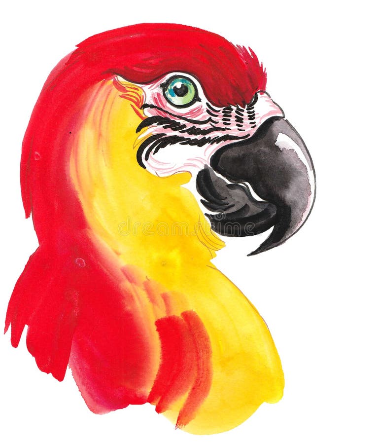 Parrot head. stock illustration. Illustration of chicken - 361186519