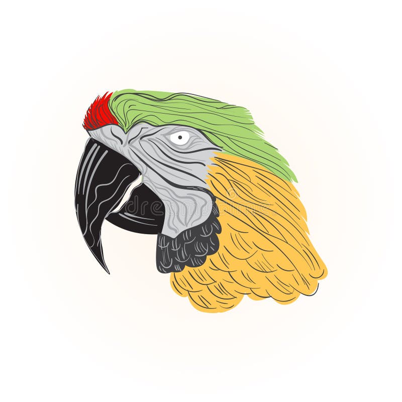 Parrot Head Stock Illustrations – 4,581 Parrot Head Stock Illustrations ...