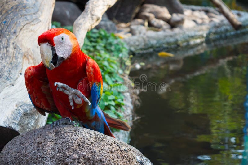 Parrot Hello stock image. Image of thomas, tropical, travel - 39923949