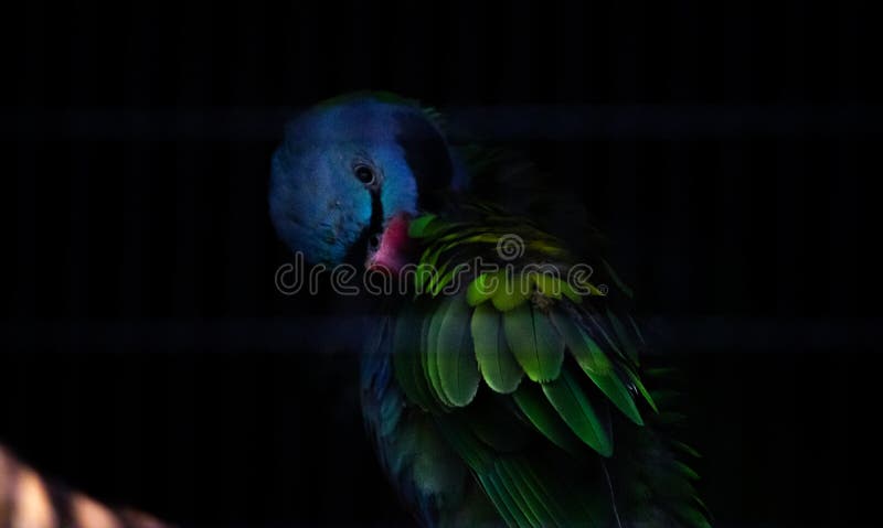Parrot Hiding in the Dark, Creepy Looking Image Stock Photo - Image of ...