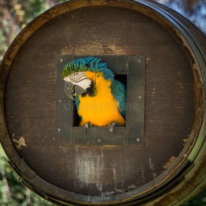 Parrot house stock image. Image of macaw, barrell, parrot - 156612727