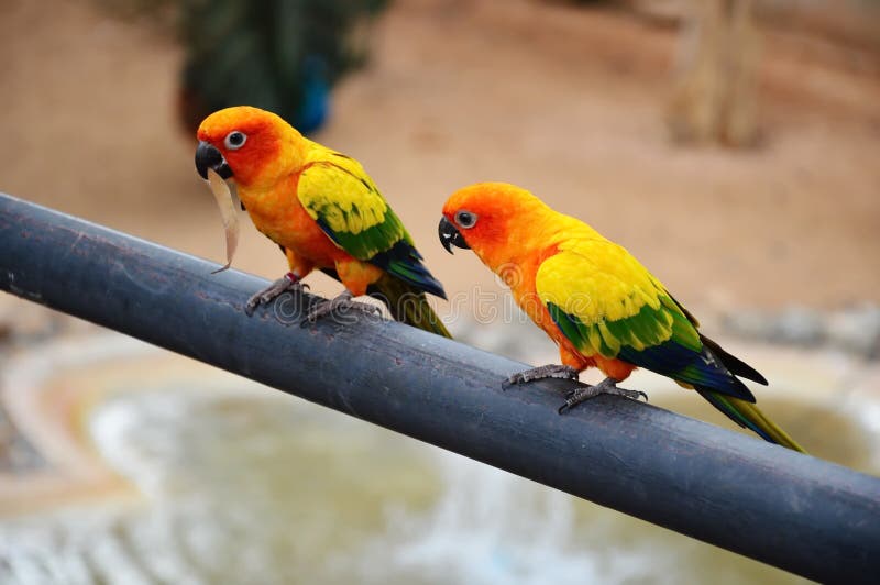 Parrot holding leaf stock photo. Image of look, parrot - 48469642