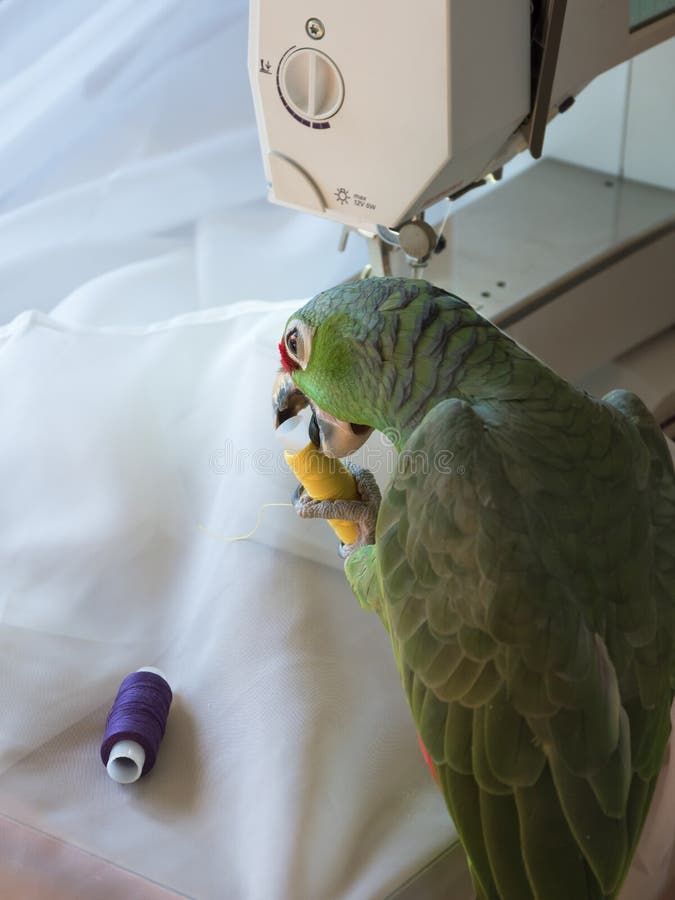 Parrot Holds a Coil of Thread and Helps To Sew. Stock Image - Image of ...