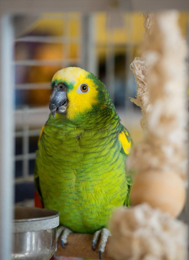Parrot Home Amazon Green with Yellow Crest Red Feathers Stock Photo ...