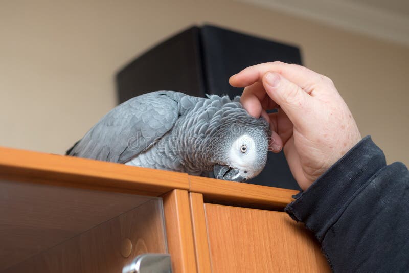 Parrot and human hand stock image. Image of jaco, feather - 245705823