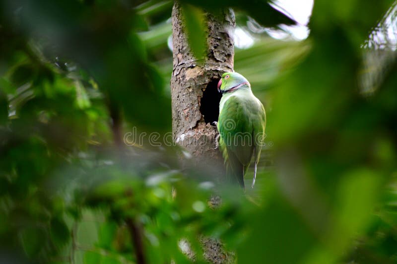 Parrot hunting time stock image. Image of jungle, budgie - 181353923