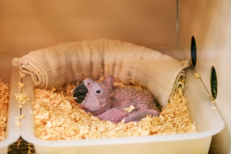 Parrot Incubator for Raising Newborn Macaw Chicks Stock Photo - Image ...