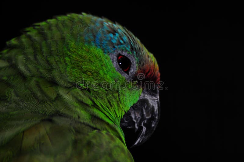 Parrot stock image. Image of aves, papagei, hapalopsittaca - 31411857