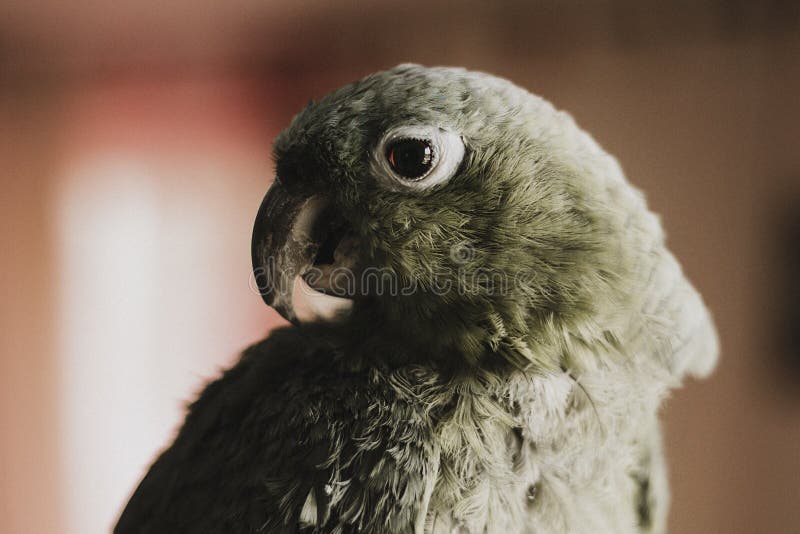 Parrot in an Indoor Birdcage Stock Photo - Image of bird, parrot: 262333352