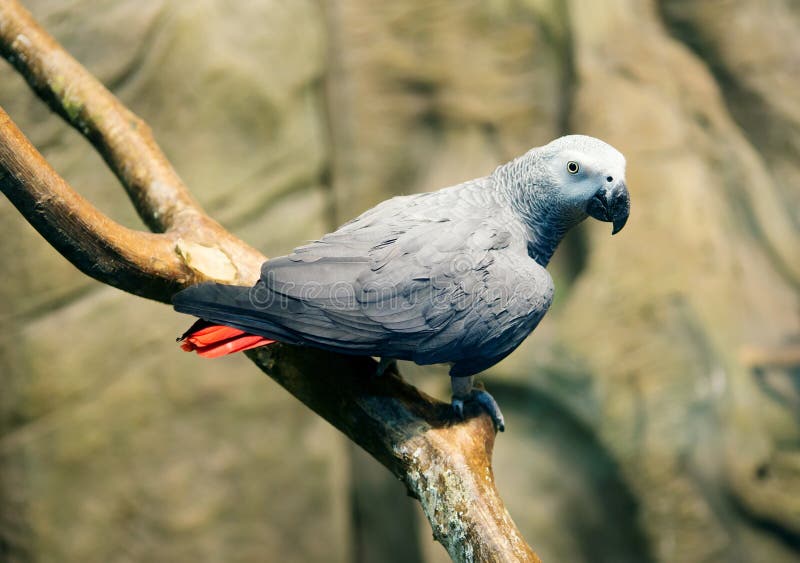 Parrot Jacko stock image. Image of jacko, animal, tropical - 62334451