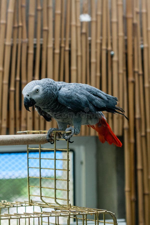 Parrot Jaco sits on a cage stock photo. Image of grey - 89529756