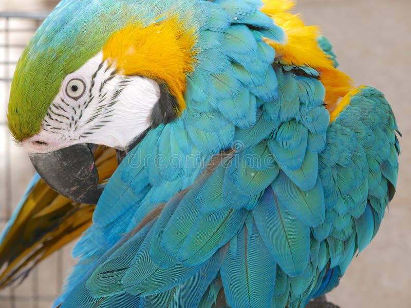 Parrot stock image. Image of turquoise, city, jerusalem - 54609419
