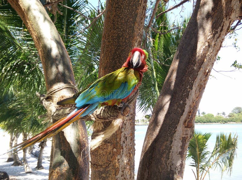 Parrot stock photo. Image of beach, florida, island, trees - 75454572