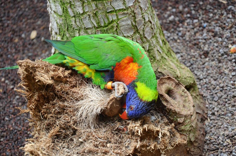 Parrot in Jungle Park Tenerife(Spain Stock Photo - Image of tropical ...