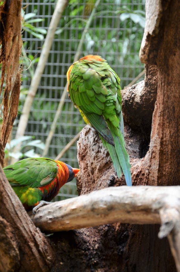 Parrot in Jungle Park Tenerife(Spain Stock Image - Image of nature ...