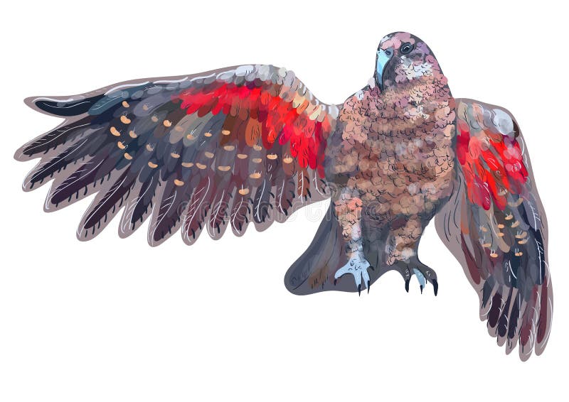 Kea Bird Stock Illustrations – 92 Kea Bird Stock Illustrations, Vectors ...