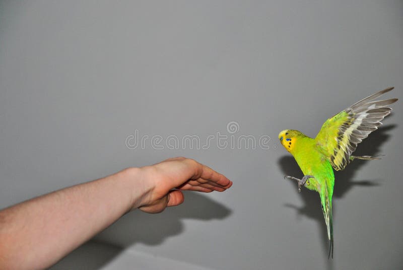 Parrot Landing with Wings Spread Stock Photo - Image of wings, blur ...