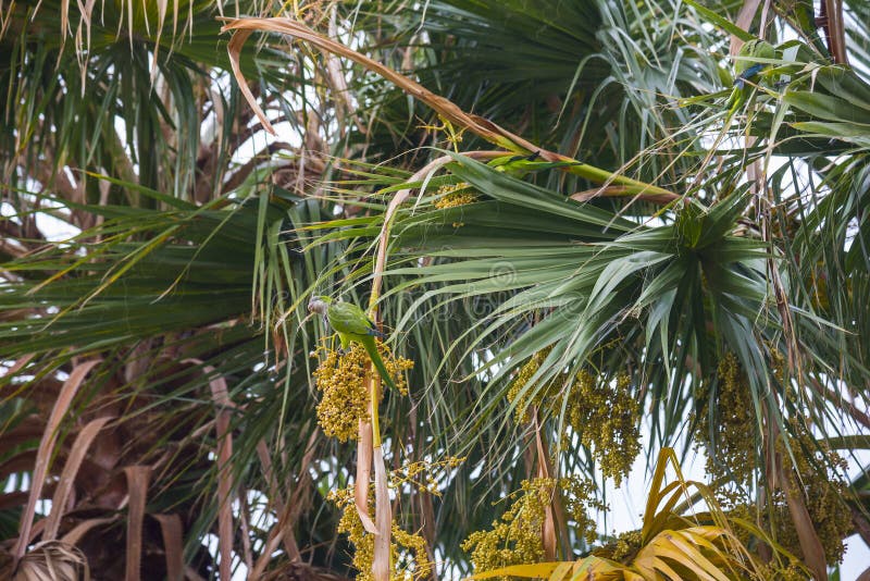Parrot on the Leaf of a Palm Tree Stock Photo - Image of parrot, green ...