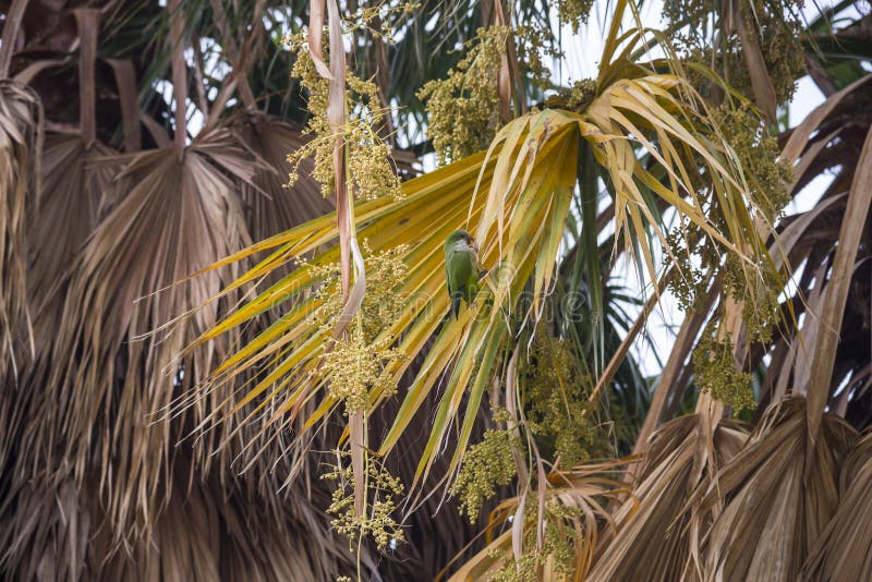 Parrot on the Leaf of a Palm Tree Stock Image - Image of outdoor, monk ...