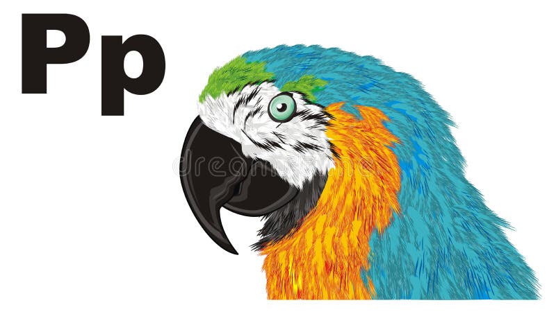 P Parrot Stock Illustrations – 100 P Parrot Stock Illustrations ...