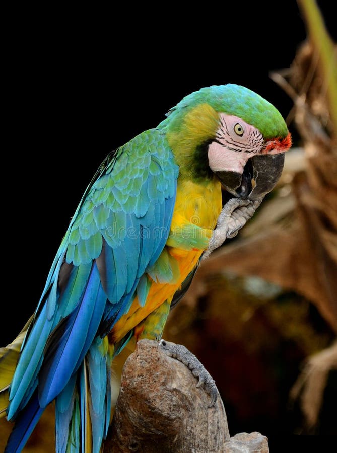 1,266 Parrot Claw Photos - Free & Royalty-Free Stock Photos from Dreamstime