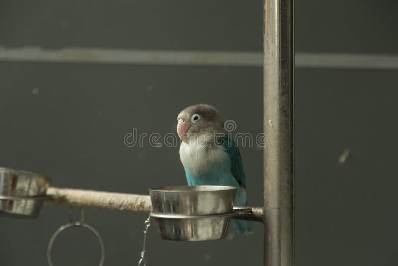 Parrot Looking at the Camera Stock Image - Image of stem, green: 140965259